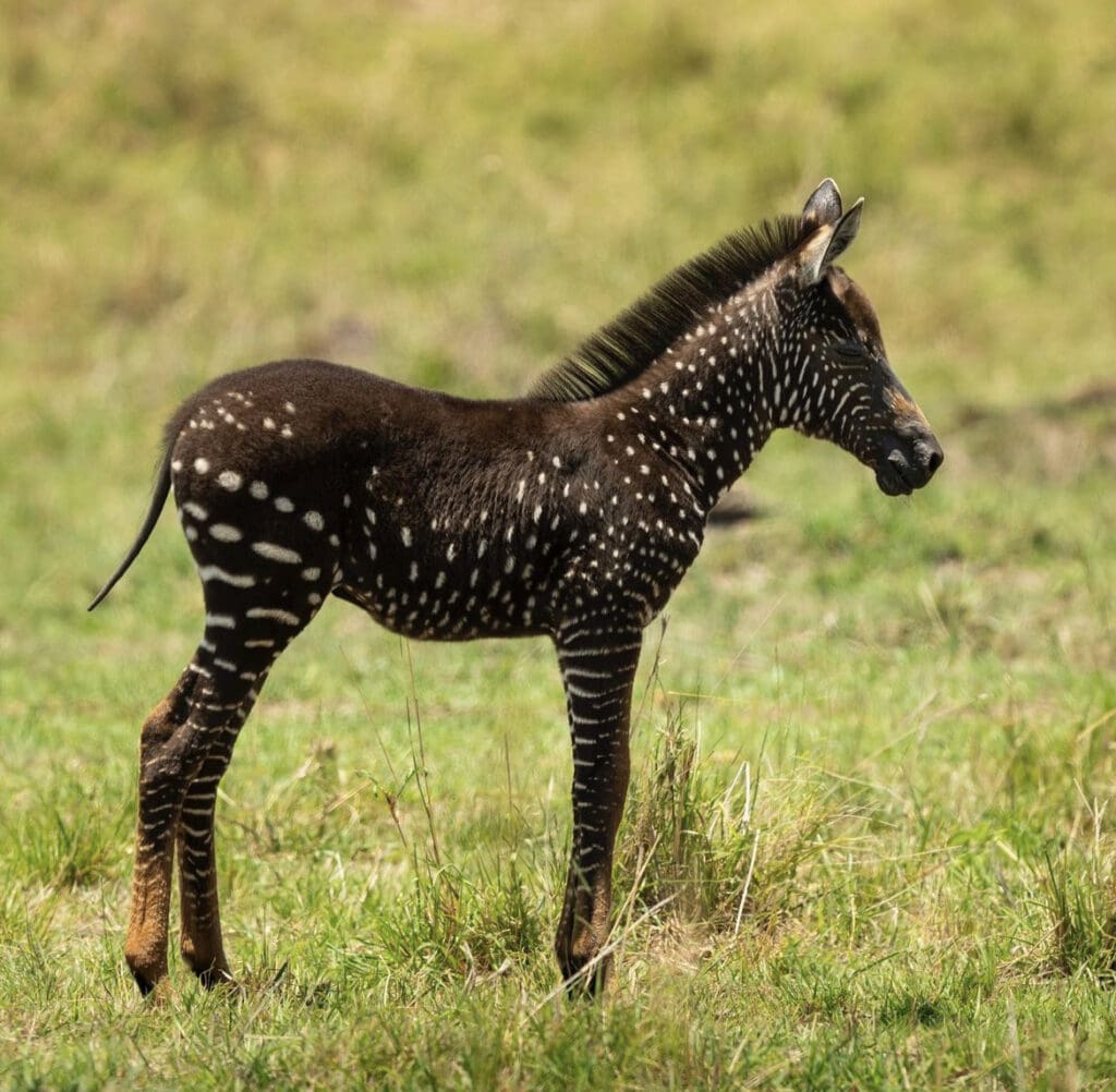 Meet Tira - the Polka-dotted Zebra | Wildest