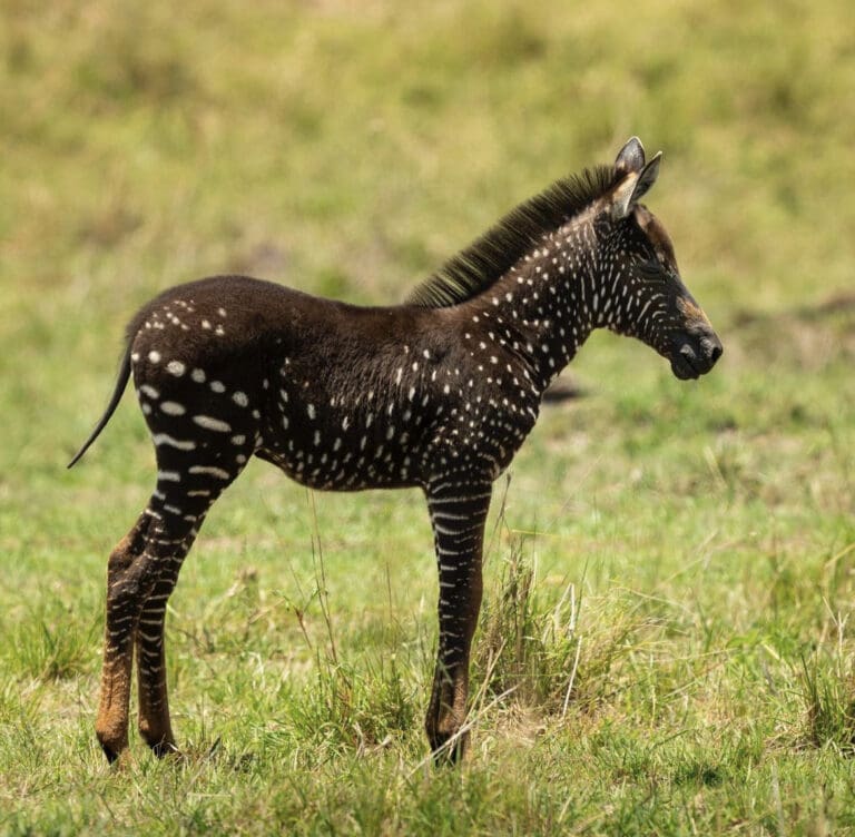Meet Tira - the Polka-dotted Zebra | Wildest