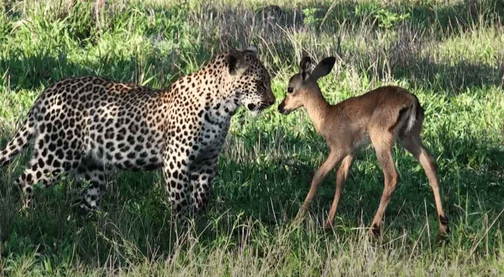 20 of the Most Iconic Australian Animals | Wildest