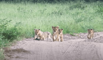 20 of the Most Iconic Australian Animals | Wildest
