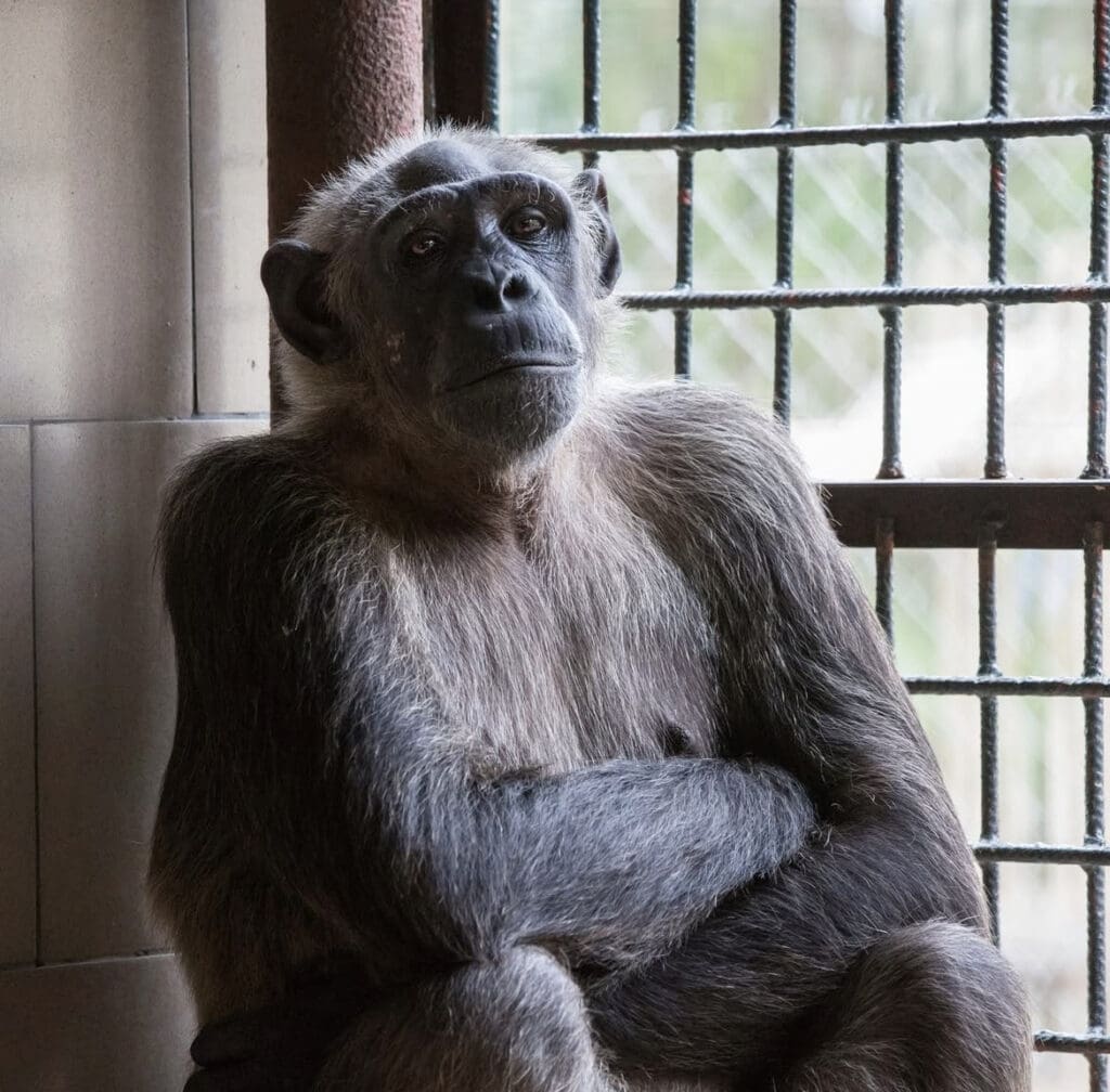 Chimp Crazy: The Dark Reality of Keeping Chimpanzees as Pets