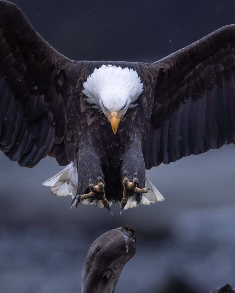 Bald Eagle Officially Declared National Bird of the United States | Wildest