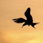 What's The Fastest Bird In The World? | Wildest