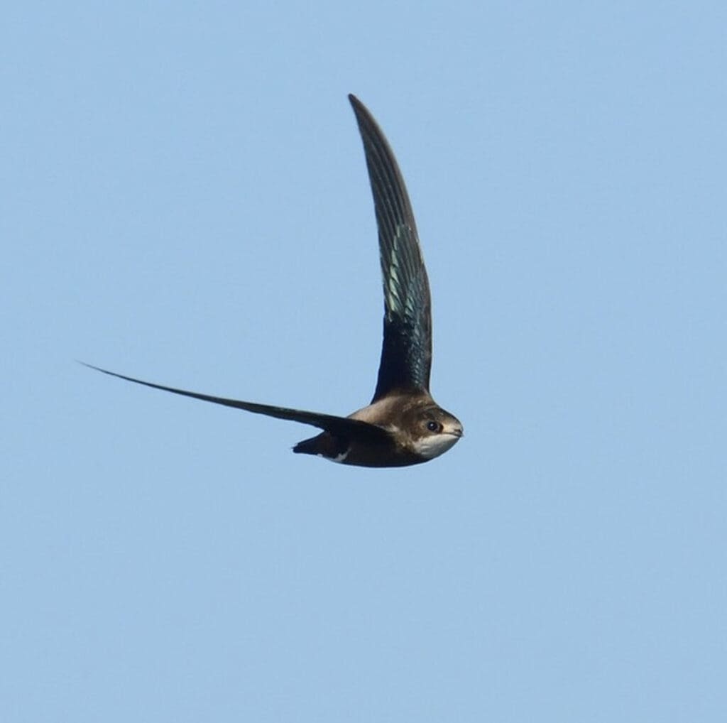 What's The Fastest Bird In The World? | Wildest
