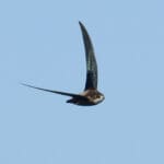 What's The Fastest Bird In The World? | Wildest