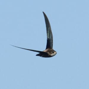 What's The Fastest Bird In The World? | Wildest