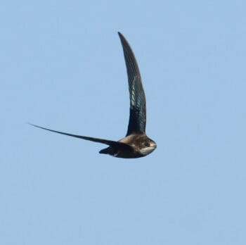 What's The Fastest Bird In The World? | Wildest