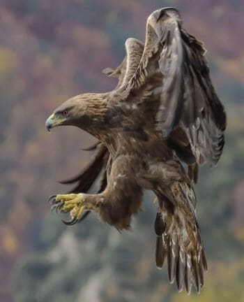 What's The Fastest Bird In The World? | Wildest