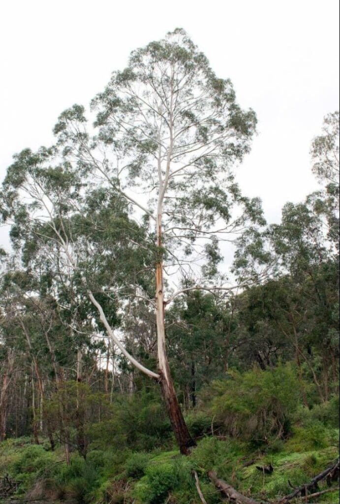 The 10 Tallest Trees In The World | Wildest