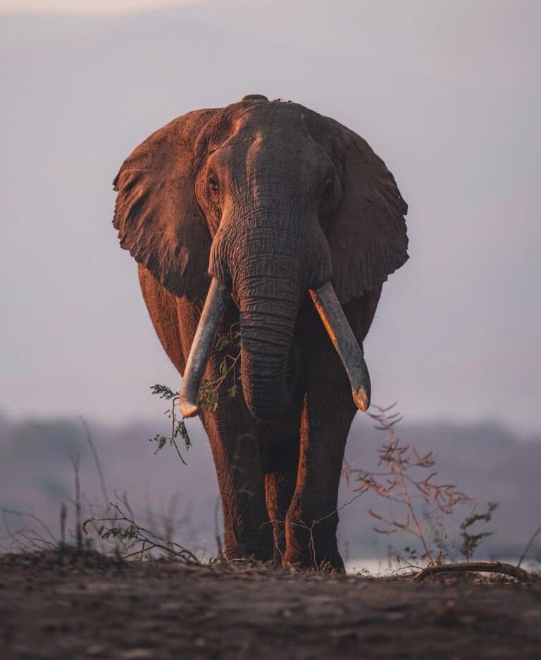 Male African Elephants Develop Unique Personalities With Age | Wildest